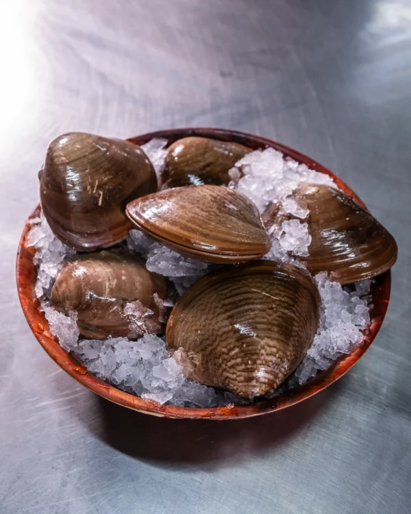 Almeja Chocolata - Santa Maria Sea Products